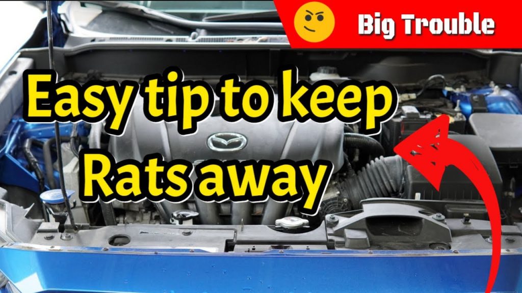 How to prevent mice in car engine - nodsauto.com